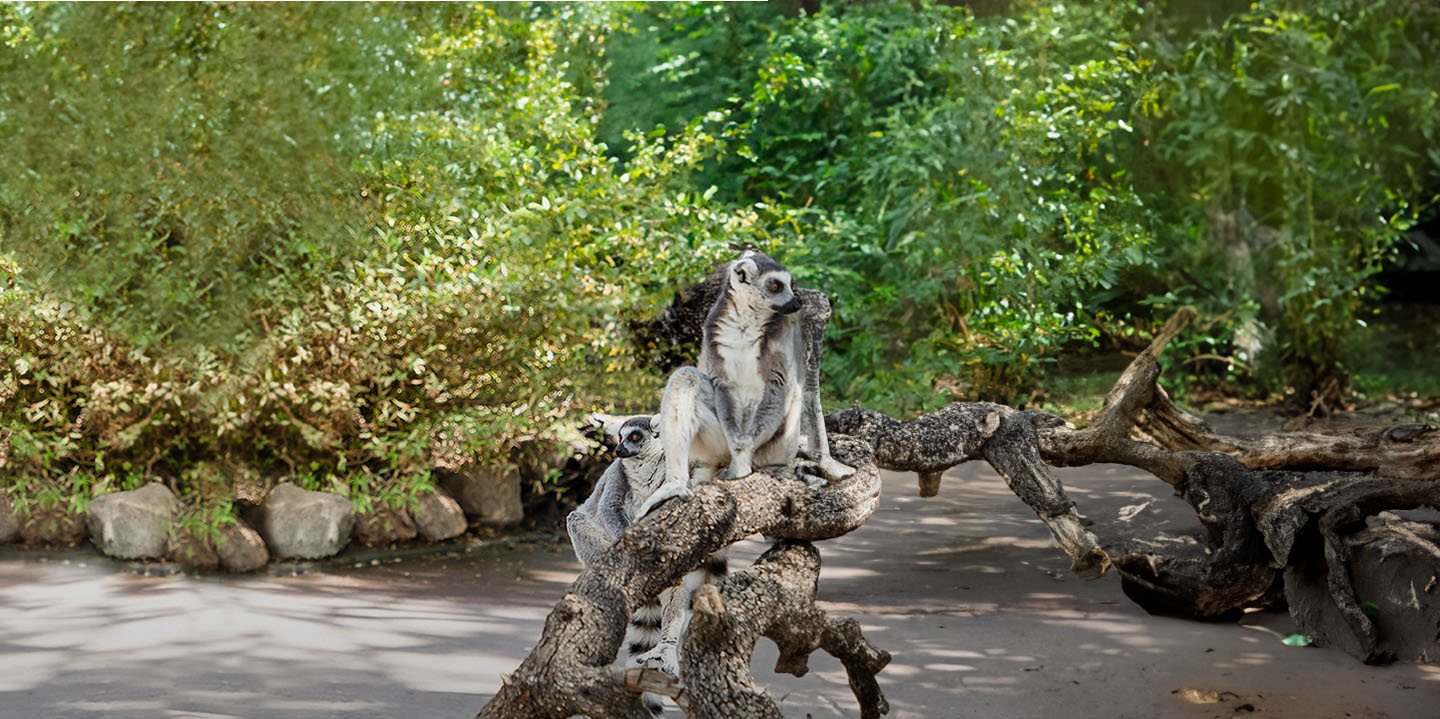Faunia, parque de naturaleza en Madrid. ¡Mucho más que un Zoo!