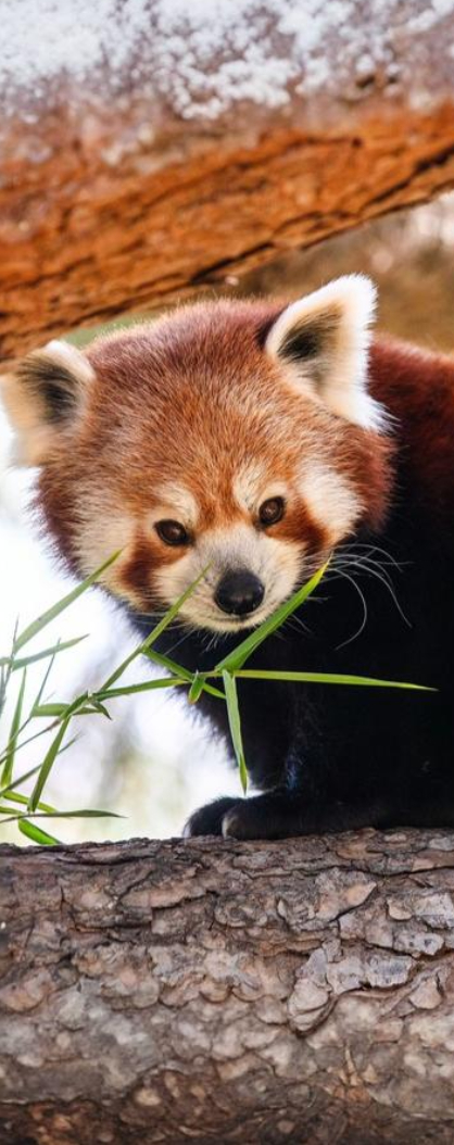 Faunia: Un zoo único en Madrid con 15 ecosistemas