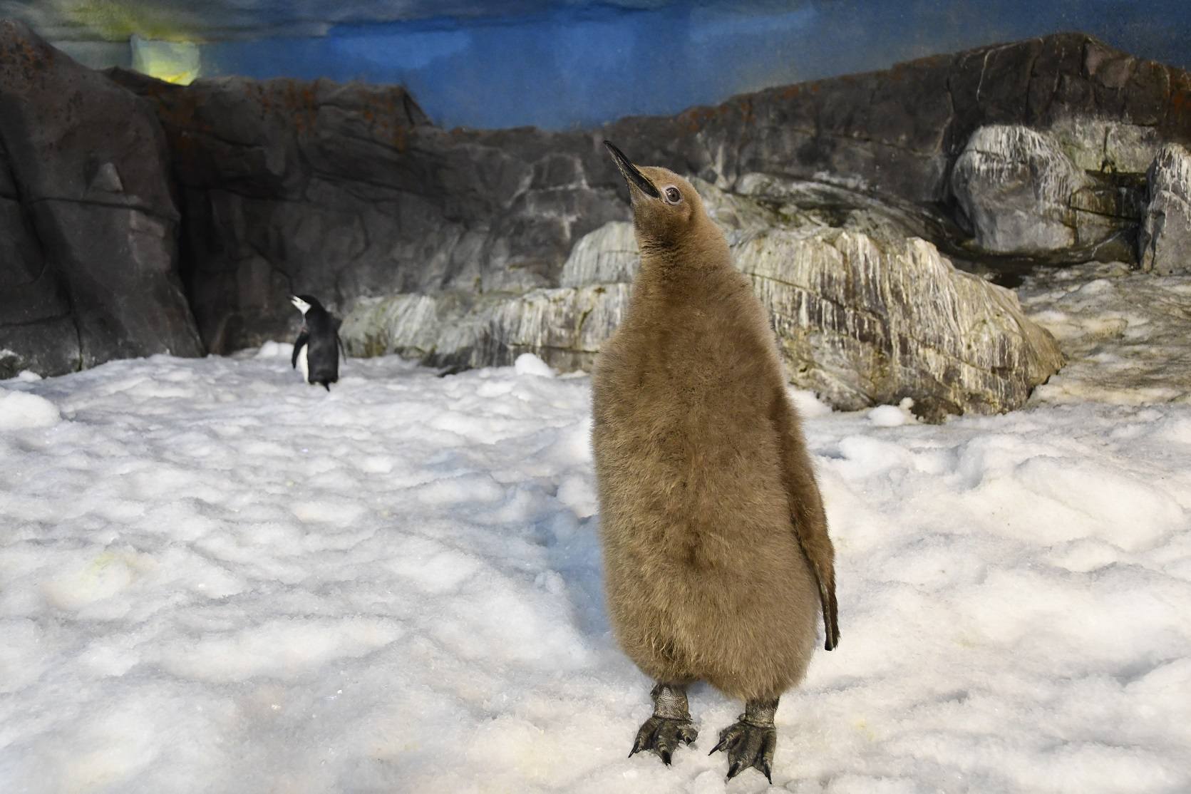 Un plan de ocio para toda la familia, el Top Cinco de Faunia esta ...